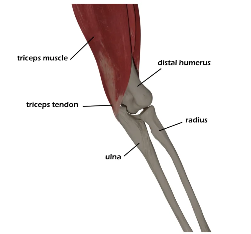 Triceps Tendon Rupture